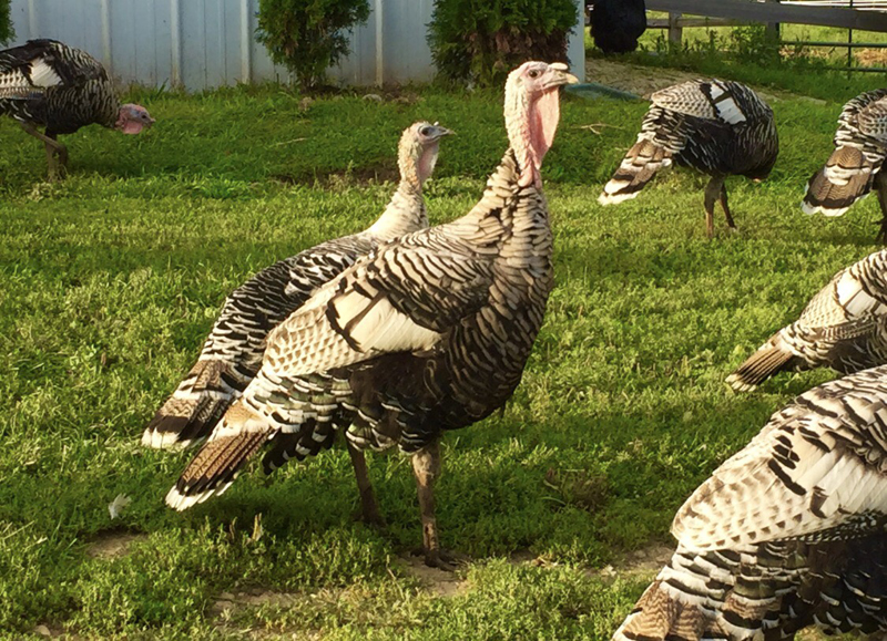 Raising Giant Dewlap Toulouse Geese and Heritage Narragansett Turkeys ...